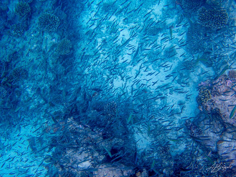 Fische Foto & Bild | tiere, wildlife, fische Bilder auf fotocommunity