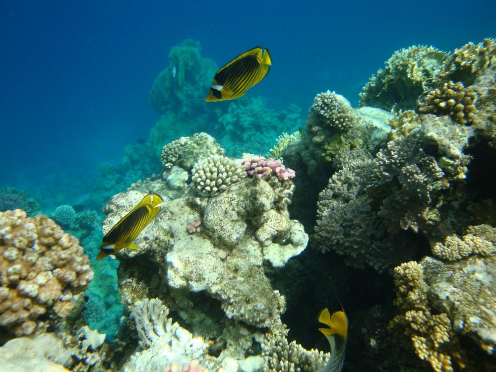 Fische im roten Meer Foto & Bild | tiere, sharm el sheik, wasser Bilder ...