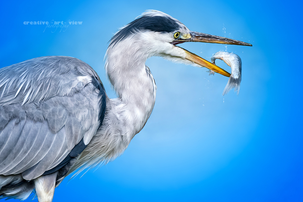 Fischen Foto & Bild | tiere, wildlife, wild lebende vögel Bilder auf ...