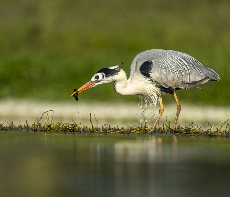 fischen frisiert Foto & Bild | tiere, wildlife, wild lebende vögel ...