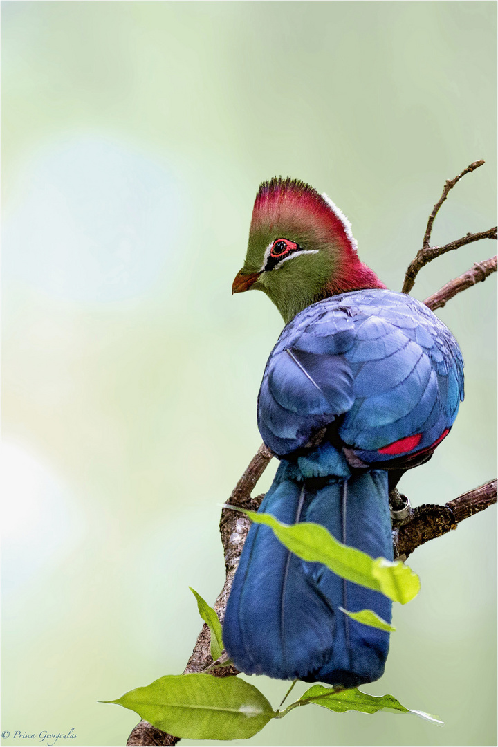 Fischer-Turako - Tauraco fischeri Foto & Bild | tiere, zoo, wildpark ...