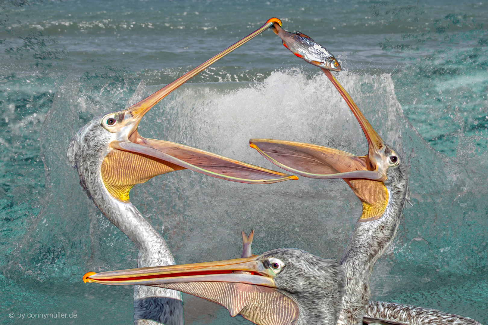 Fischfang Foto & Bild | zoo duisburg, pelikane, pelecanus Bilder auf ...