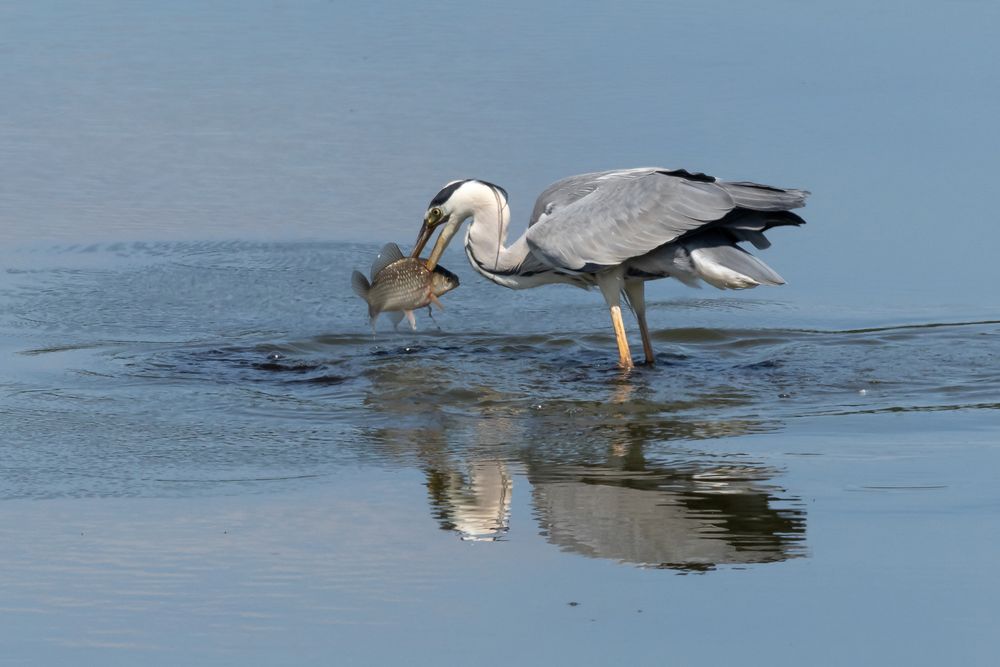 Fischfang 4 Foto & Bild | deutschland, europe, brandenburg Bilder auf ...