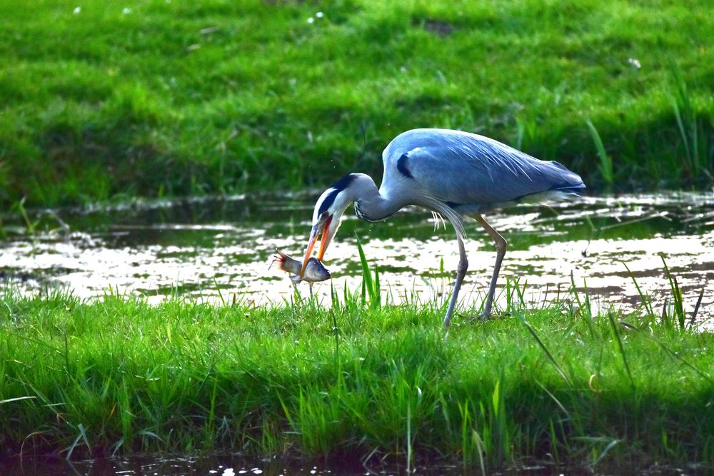 Fischfang die Erste Foto & Bild | tiere, wildlife, wild lebende vögel ...