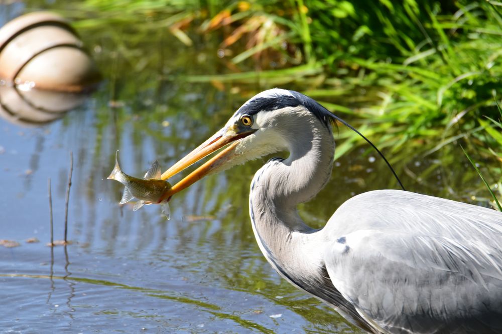 Fischfang (die vierte) Foto & Bild | tiere, wildlife, wild lebende ...