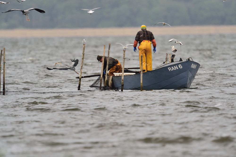 Fischfang für Reiher Foto & Bild | erwachsene menschen, menschen bei ...