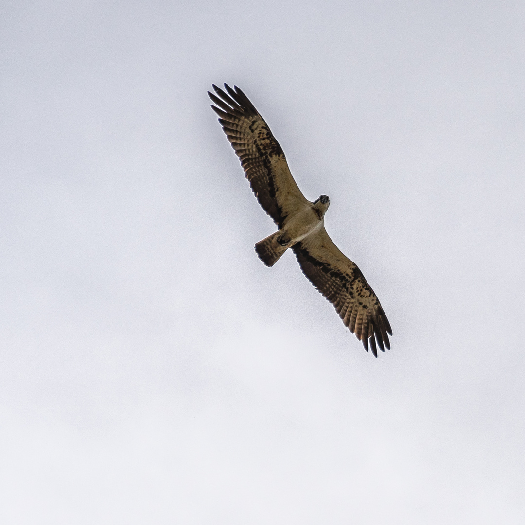 Fischi 2 Foto & Bild | natur, tiere, vögel Bilder auf fotocommunity