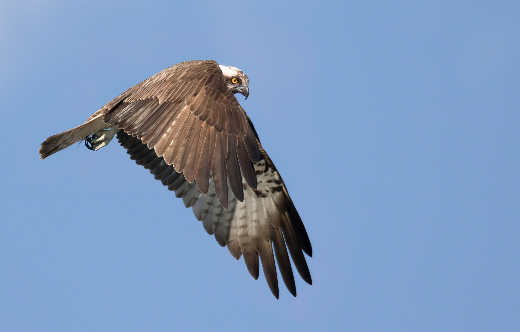 Fischi ... Foto & Bild | tiere, wildlife, wild lebende vögel Bilder auf ...