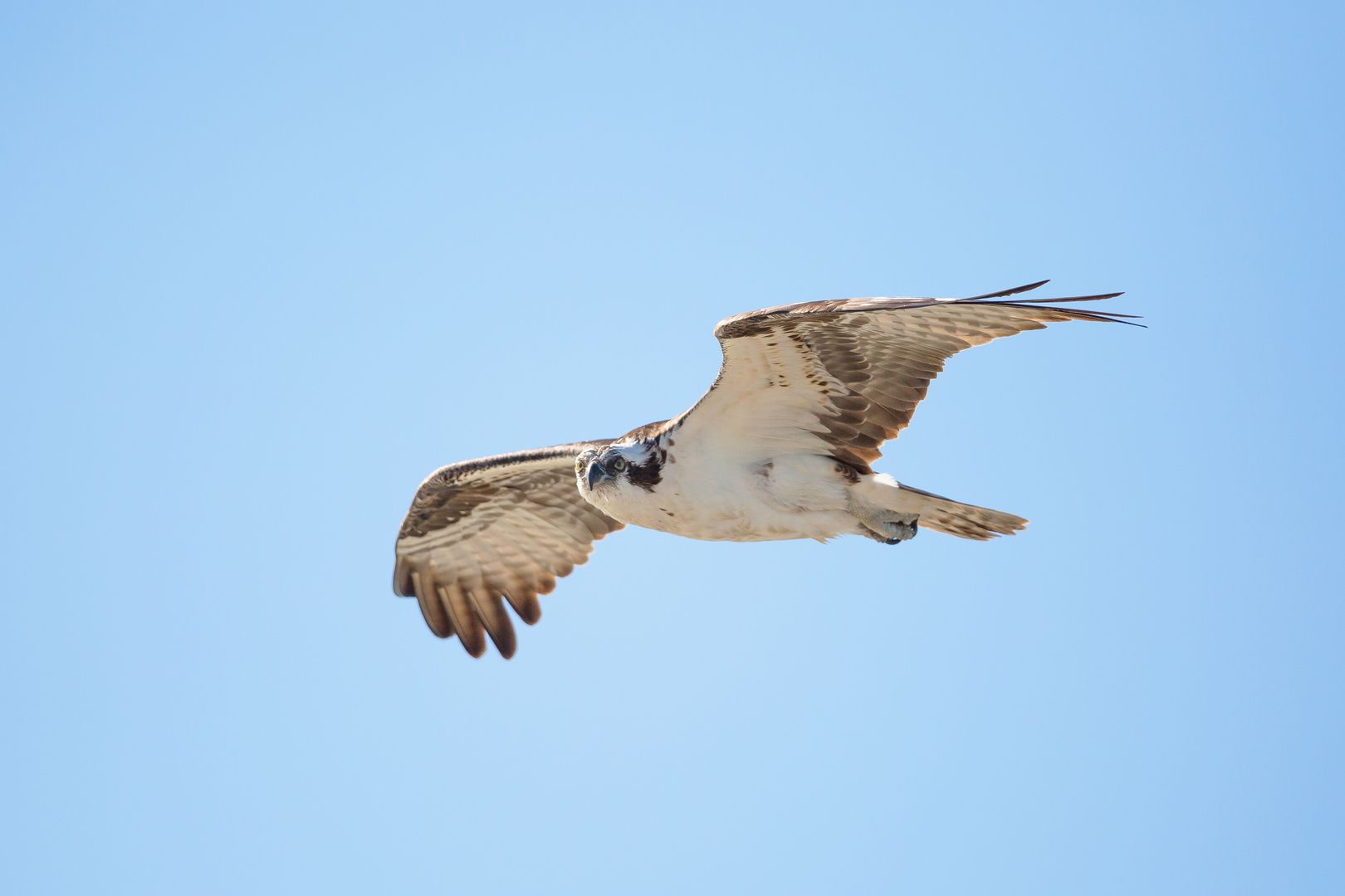 Fischi Foto & Bild | world, natur, greifvogel Bilder auf fotocommunity