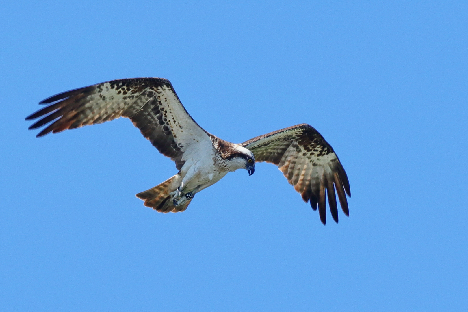 Fischi hat die Beute im Blick.... Foto & Bild | tiere, wildlife, wild ...
