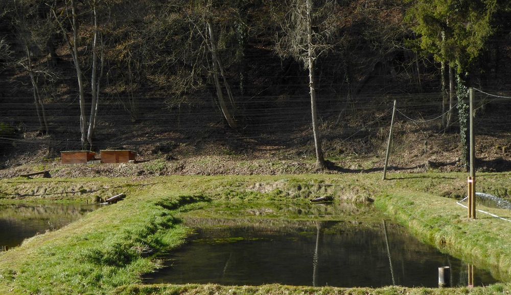 Fischköppe tummeln sich hier Foto & Bild | strommasten, bayern, weiher ...