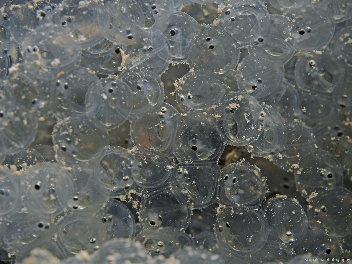 Fischlaich Foto & Bild | tiere, wildlife, fische Bilder auf fotocommunity