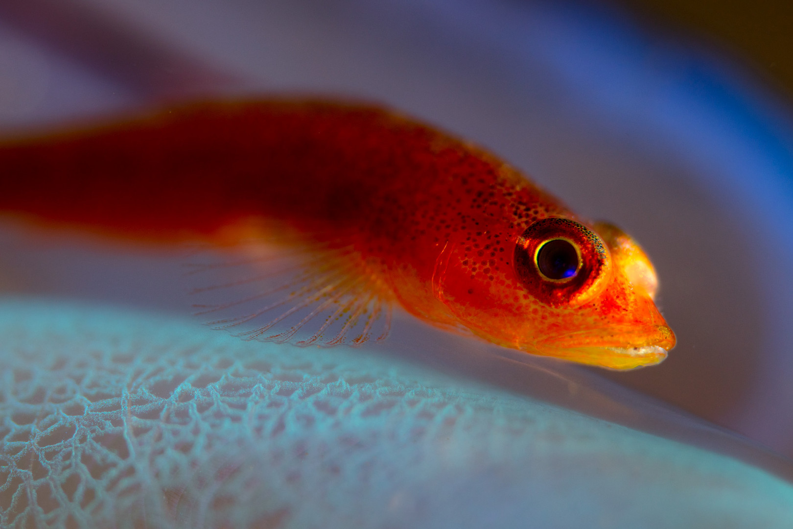 Fischlein Foto & Bild | unterwasser, uw-salzwasser, natur-kreativ ...