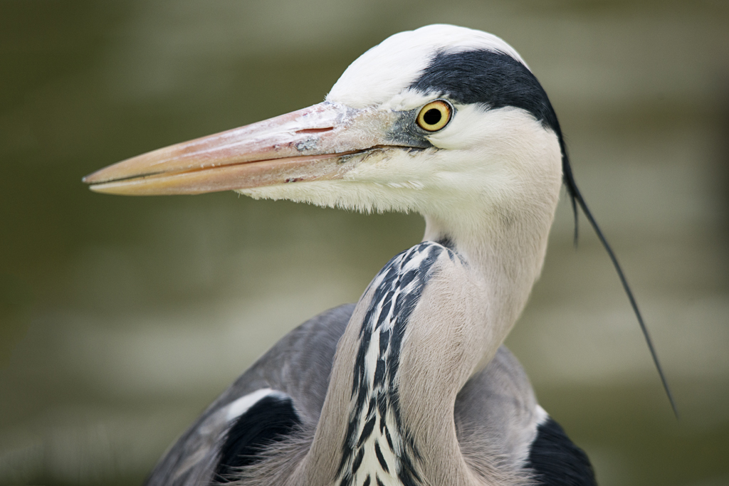 Fischreiher Foto & Bild | tiere, zoo, wildpark & falknerei, vögel ...