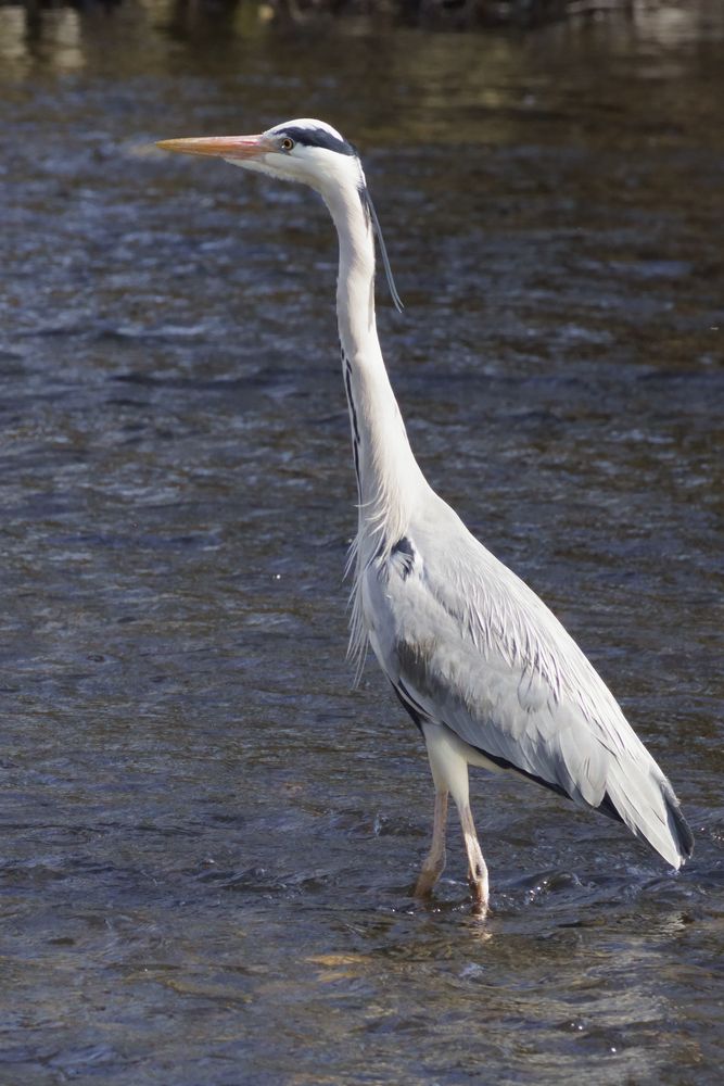 Fischreiher - 4 Foto & Bild | tiere, wildlife, wild lebende vögel ...