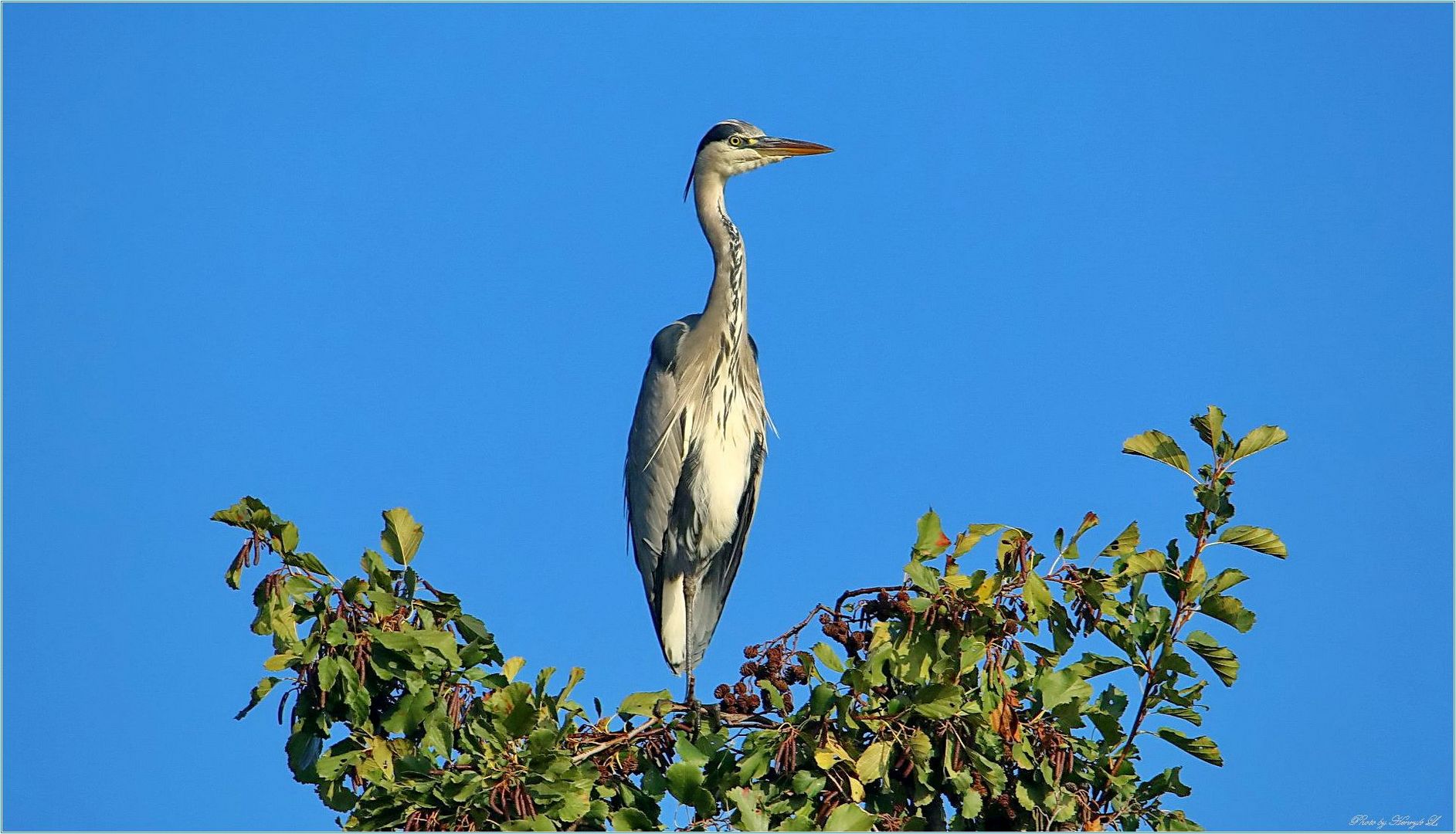 "Fischreiher auf Beobachtungsposten" Foto & Bild | tiere, wildlife ...