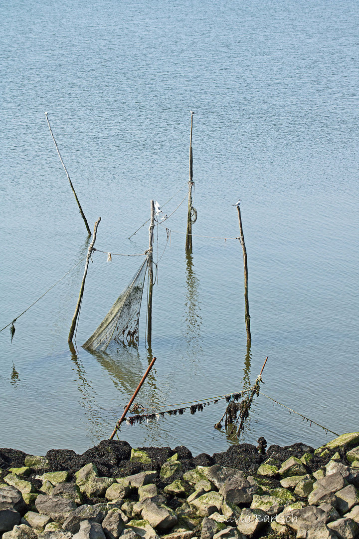 Fischreusen Foto & Bild | natur, landschaft, sonstiges Bilder auf ...