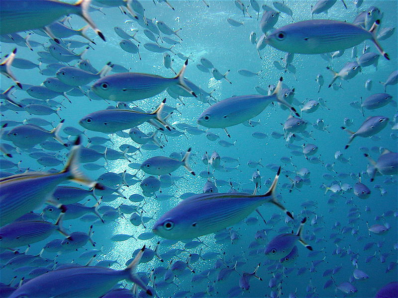 Fischschwarm Foto & Bild | unterwasser, uw-salzwasser, natur-kreativ ...
