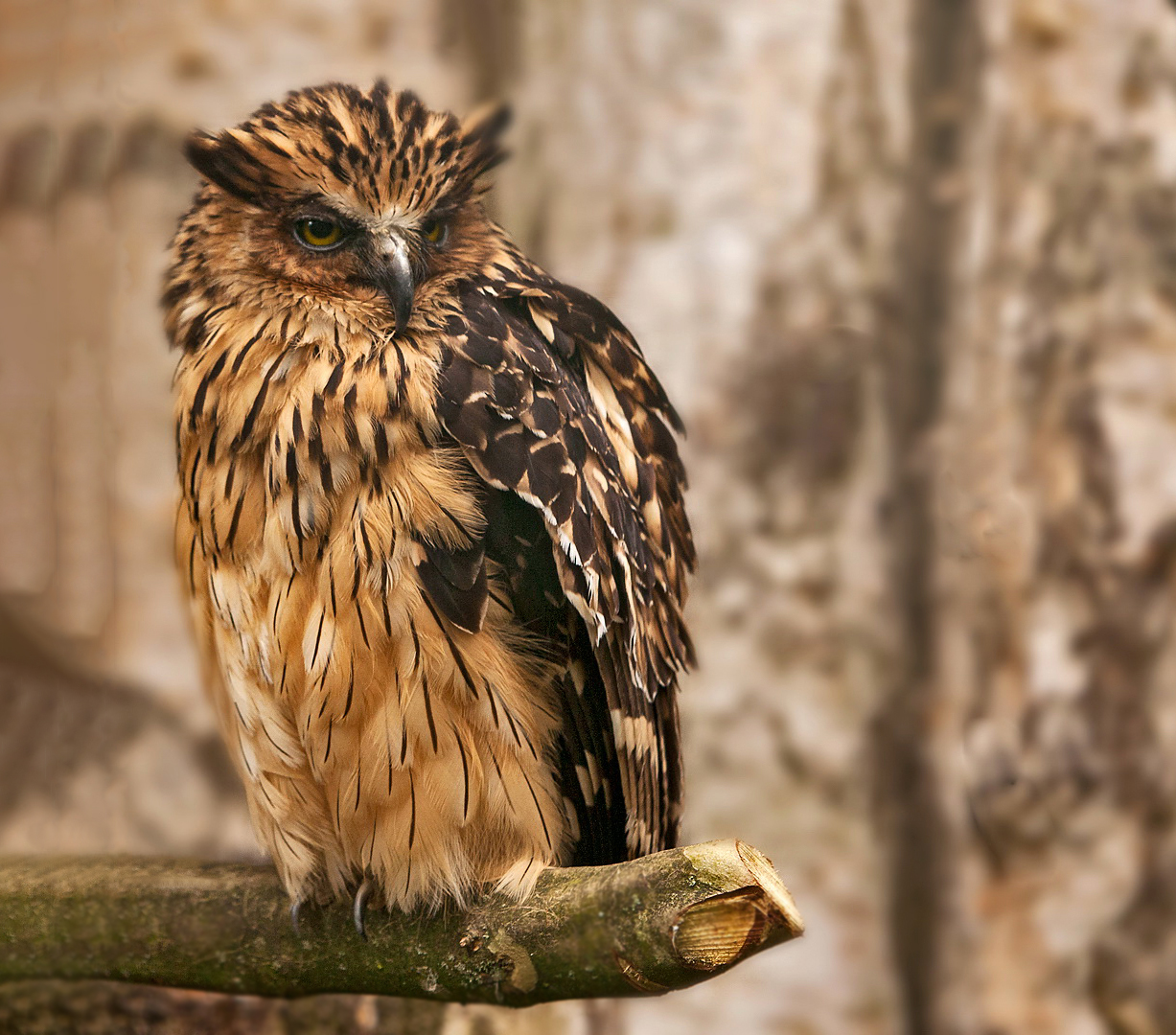 Fischuhu Foto & Bild | landschaft, lebensräume, world Bilder auf ...