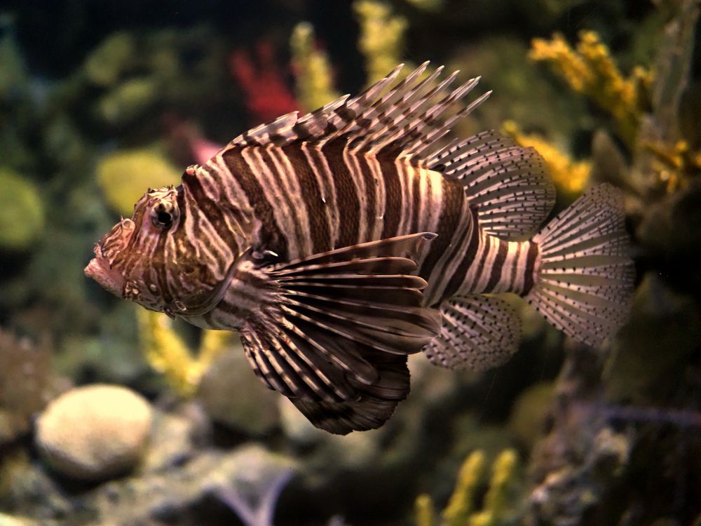 Fish Foto & Bild | tiere Bilder auf fotocommunity