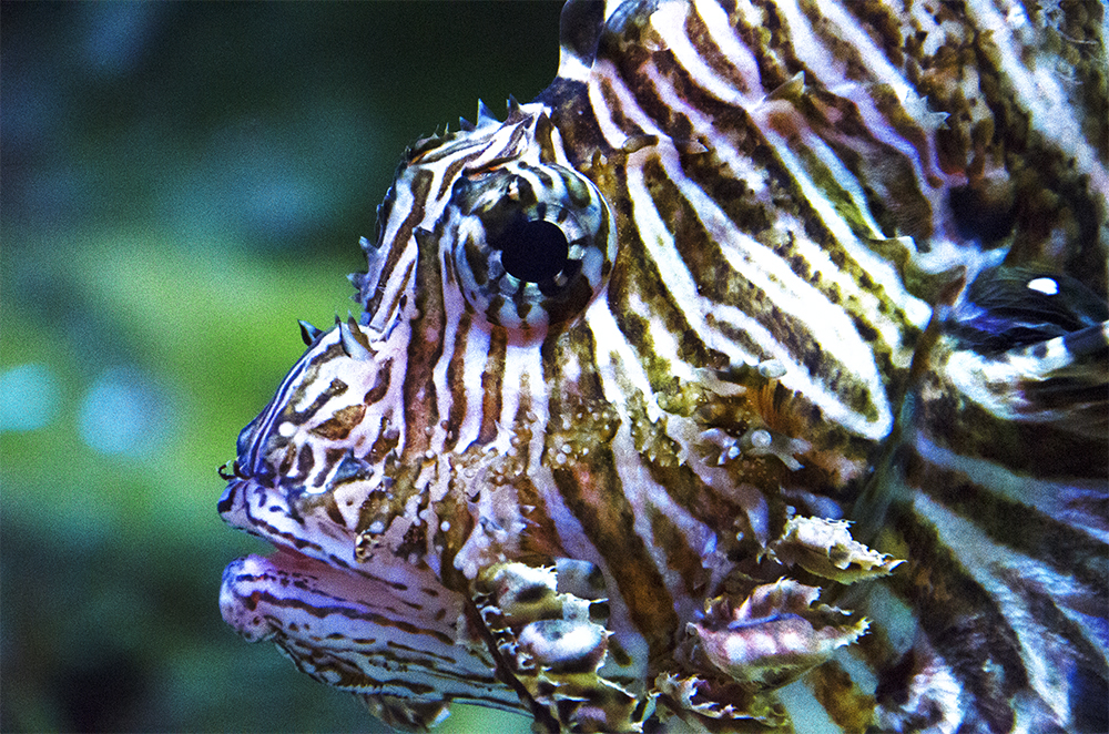 Fish Face photo & image | animals, zoos, parks & falconries, fish ...