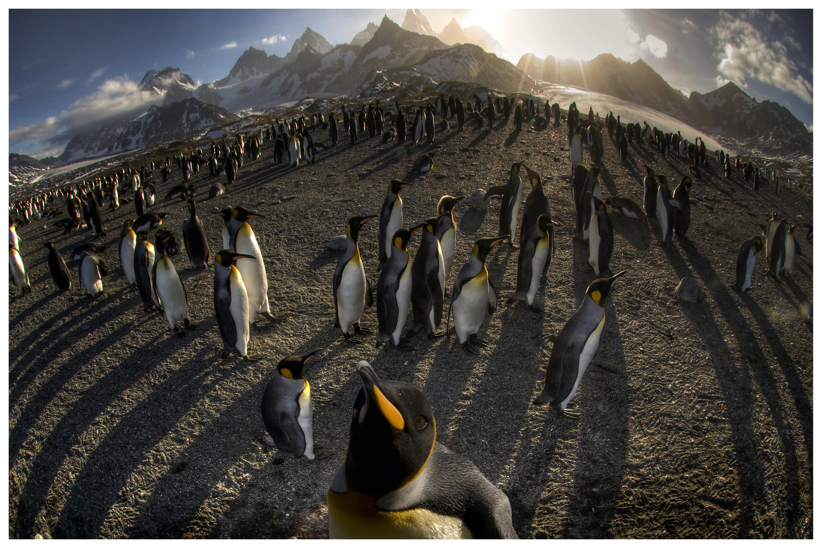 Fish_eye_King-Ping Foto & Bild | antarctica, subantarctic islands ...