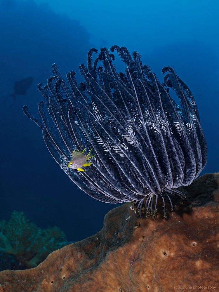 fish`n feathers Foto & Bild | meer, natur, reisen Bilder auf fotocommunity