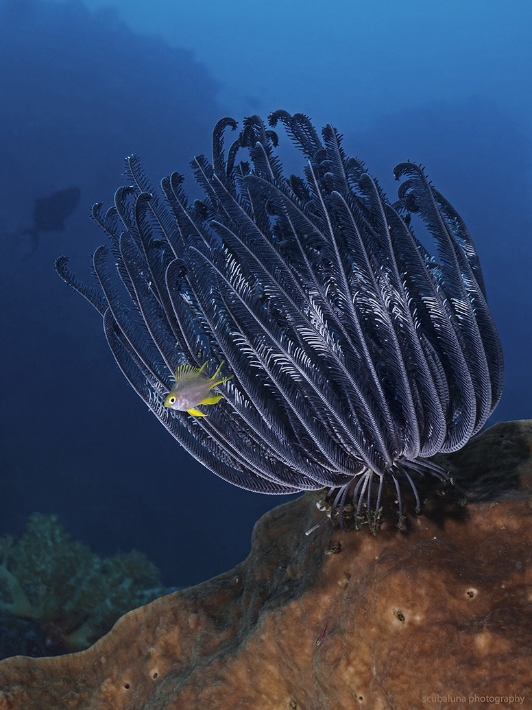 fish`n feathers Foto & Bild | meer, natur, reisen Bilder auf fotocommunity