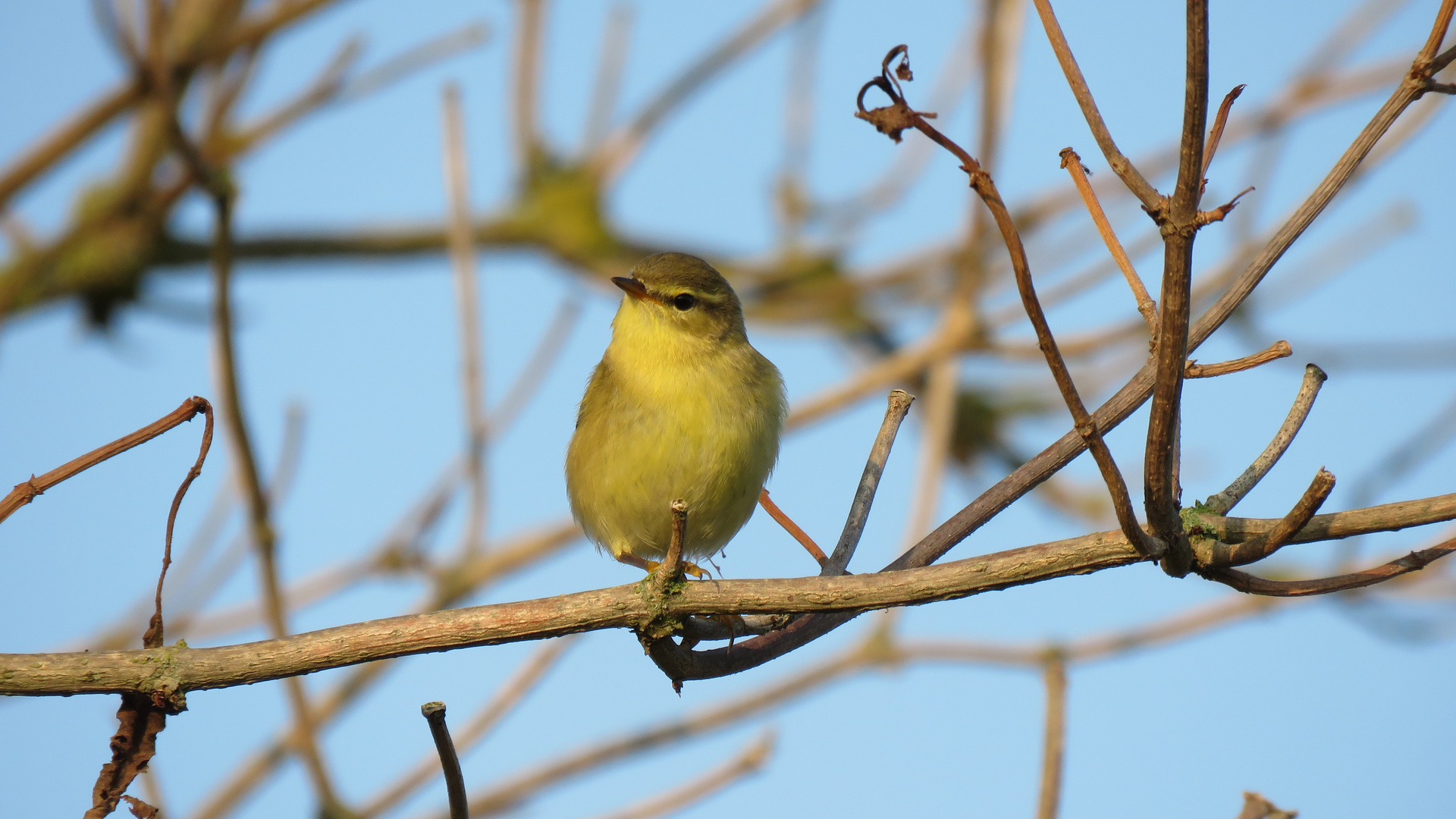 Fitis 1 Foto & Bild | tiere, wildlife, wild lebende vögel Bilder auf ...