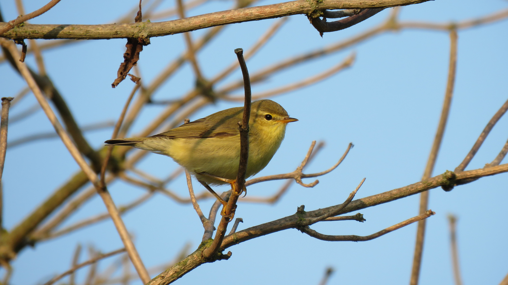 Fitis 2 Foto & Bild | tiere, wildlife, wild lebende vögel Bilder auf ...