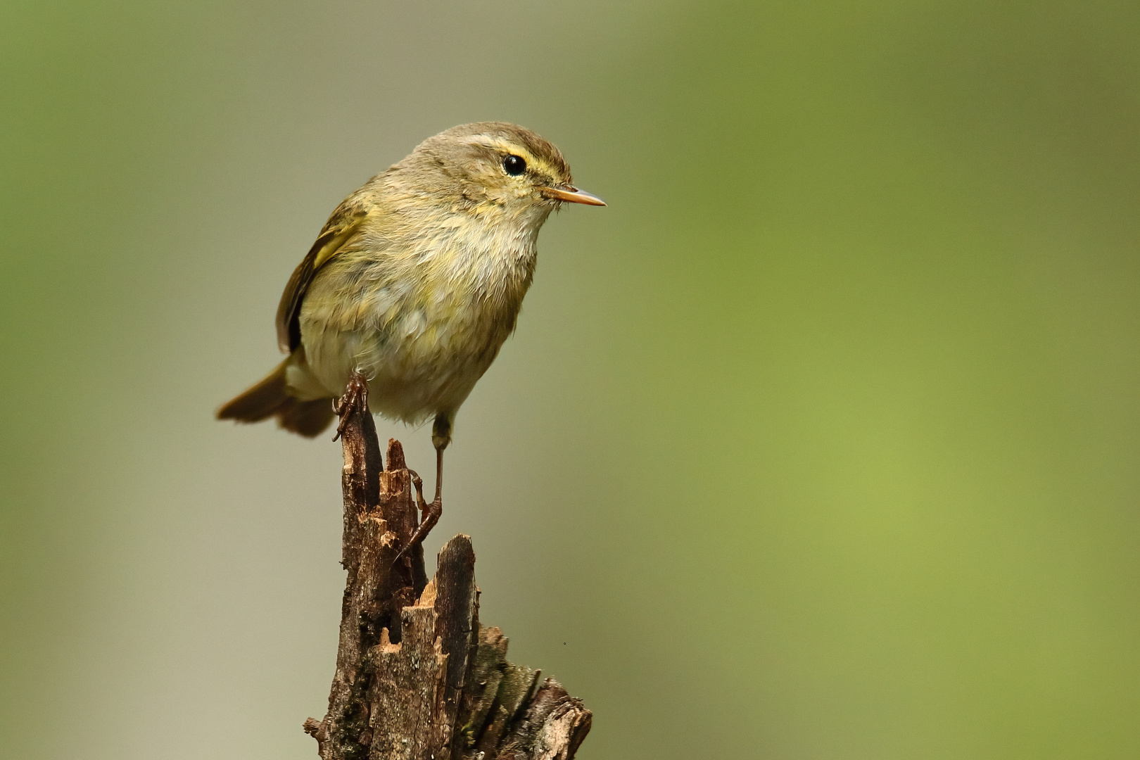 Fitis Foto & Bild | tiere, wildlife, natur Bilder auf fotocommunity