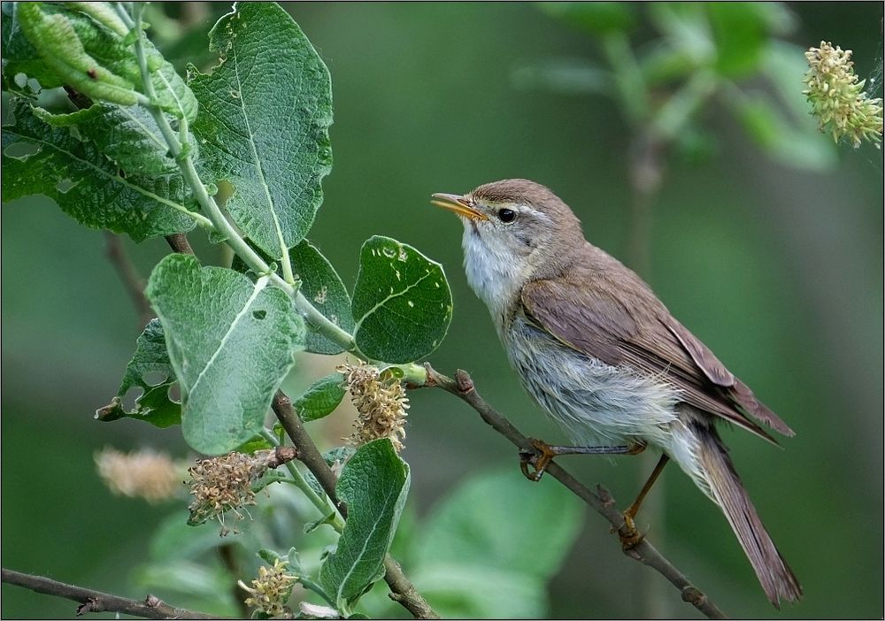 Fitis Foto & Bild | natur, laubsänger, tiere Bilder auf fotocommunity