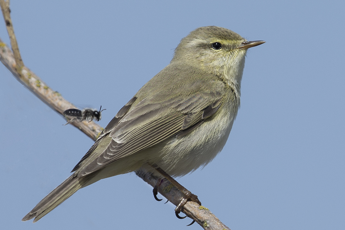 Fitis Foto & Bild | tiere, wildlife, wild lebende vögel Bilder auf ...