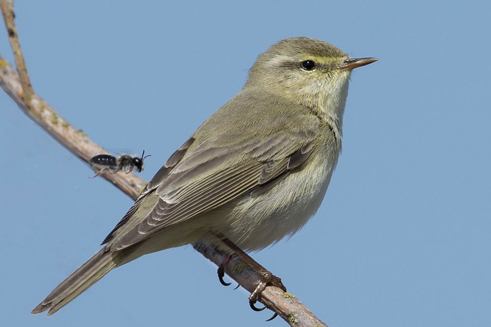 Fitis Foto & Bild | tiere, wildlife, wild lebende vögel Bilder auf ...