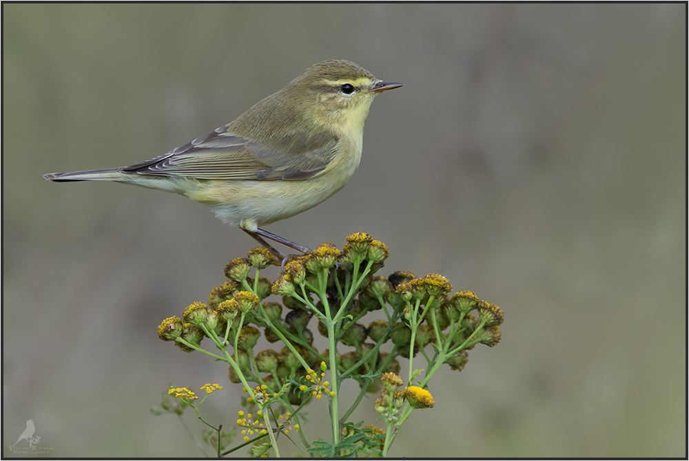 Fitis Foto & Bild | tiere, wildlife, wild lebende vögel Bilder auf ...