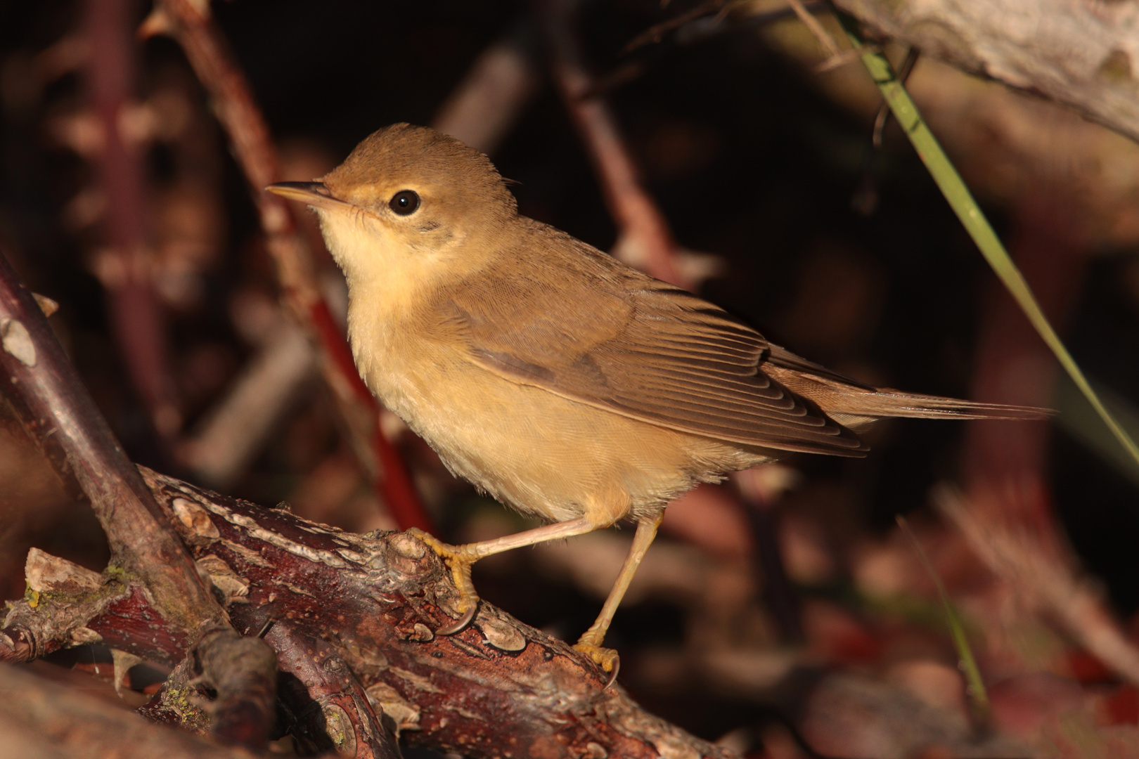 Fitis Foto & Bild | wiese, natur, singvogel Bilder auf fotocommunity
