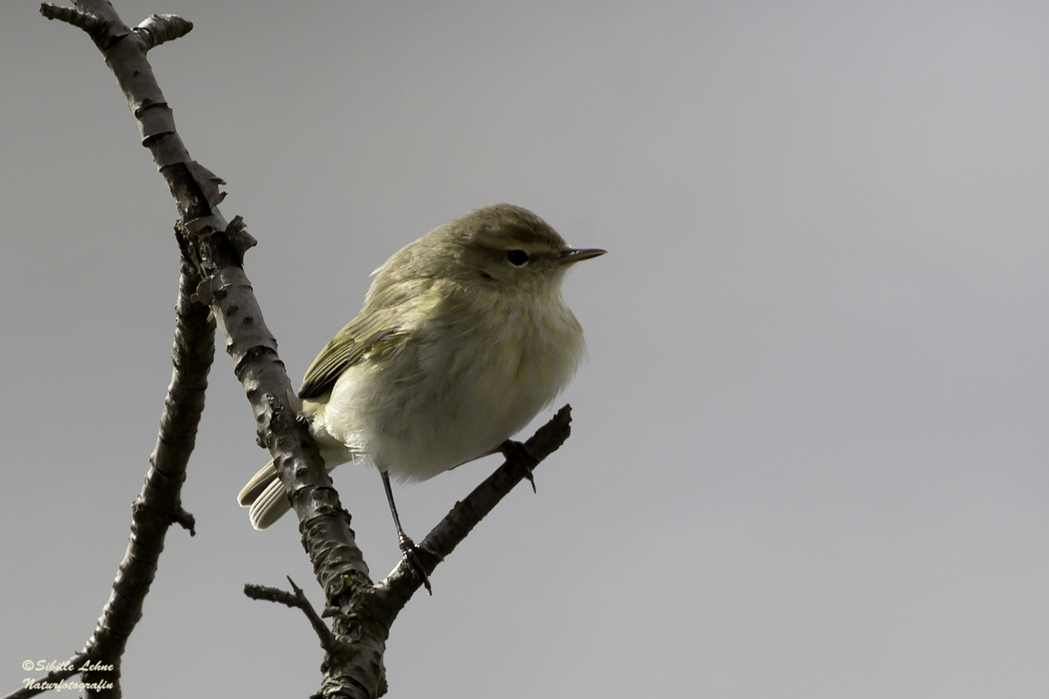 Fitis Foto & Bild | natur, singvogel, laubsänger Bilder auf fotocommunity