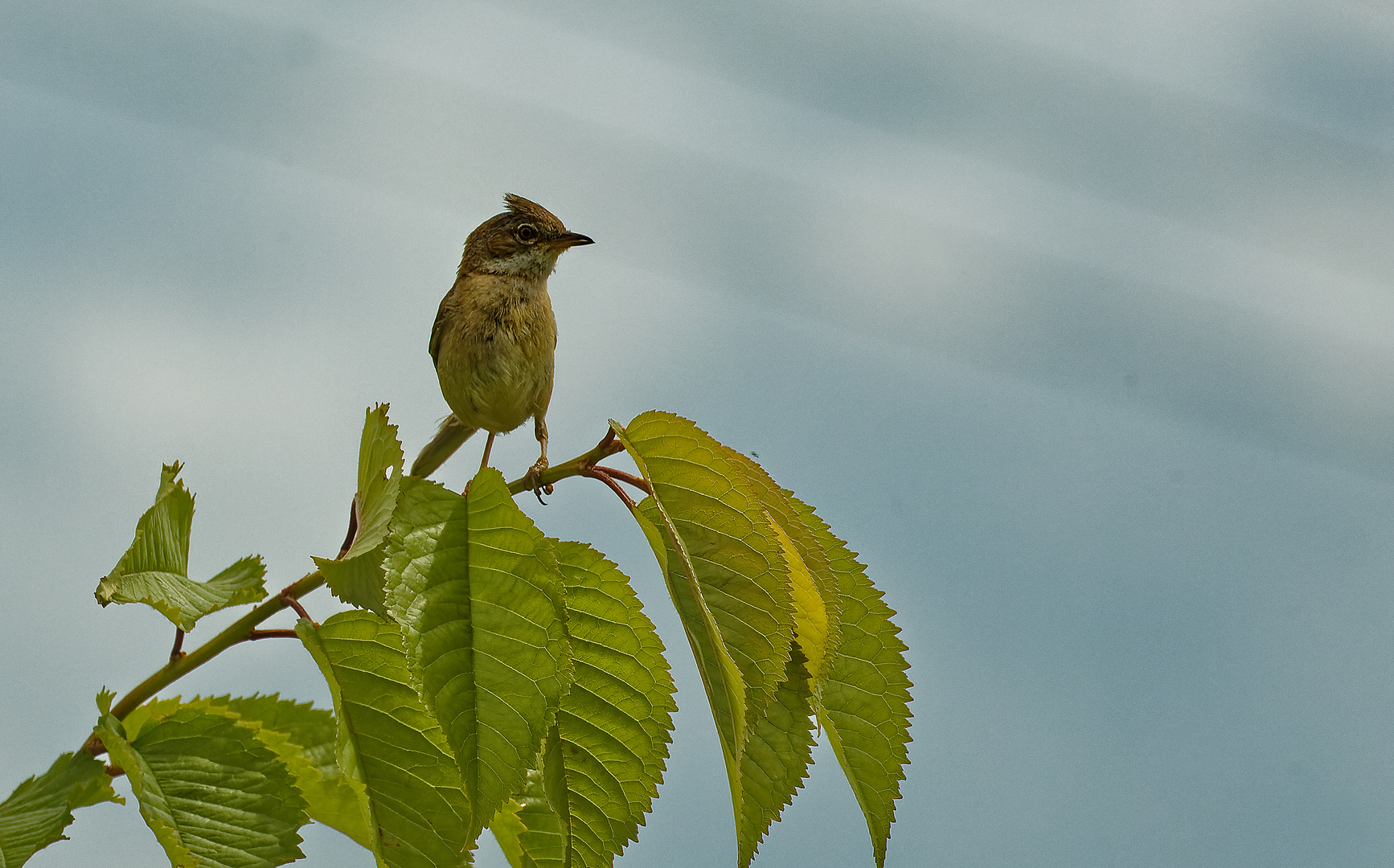 Fitis Foto & Bild | tiere, wildlife, wild lebende vögel Bilder auf ...