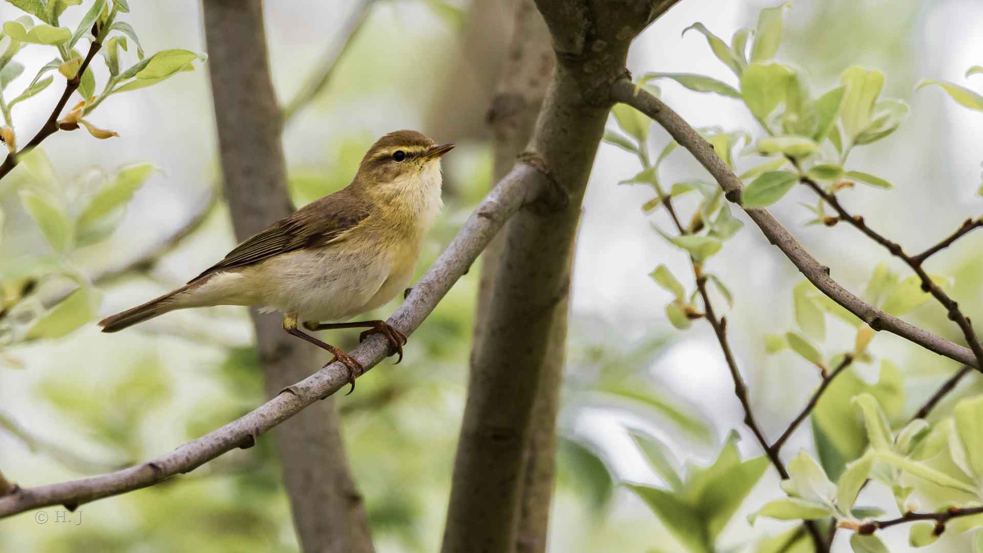 Fitis Foto & Bild | tiere, wildlife, wild lebende vögel Bilder auf ...