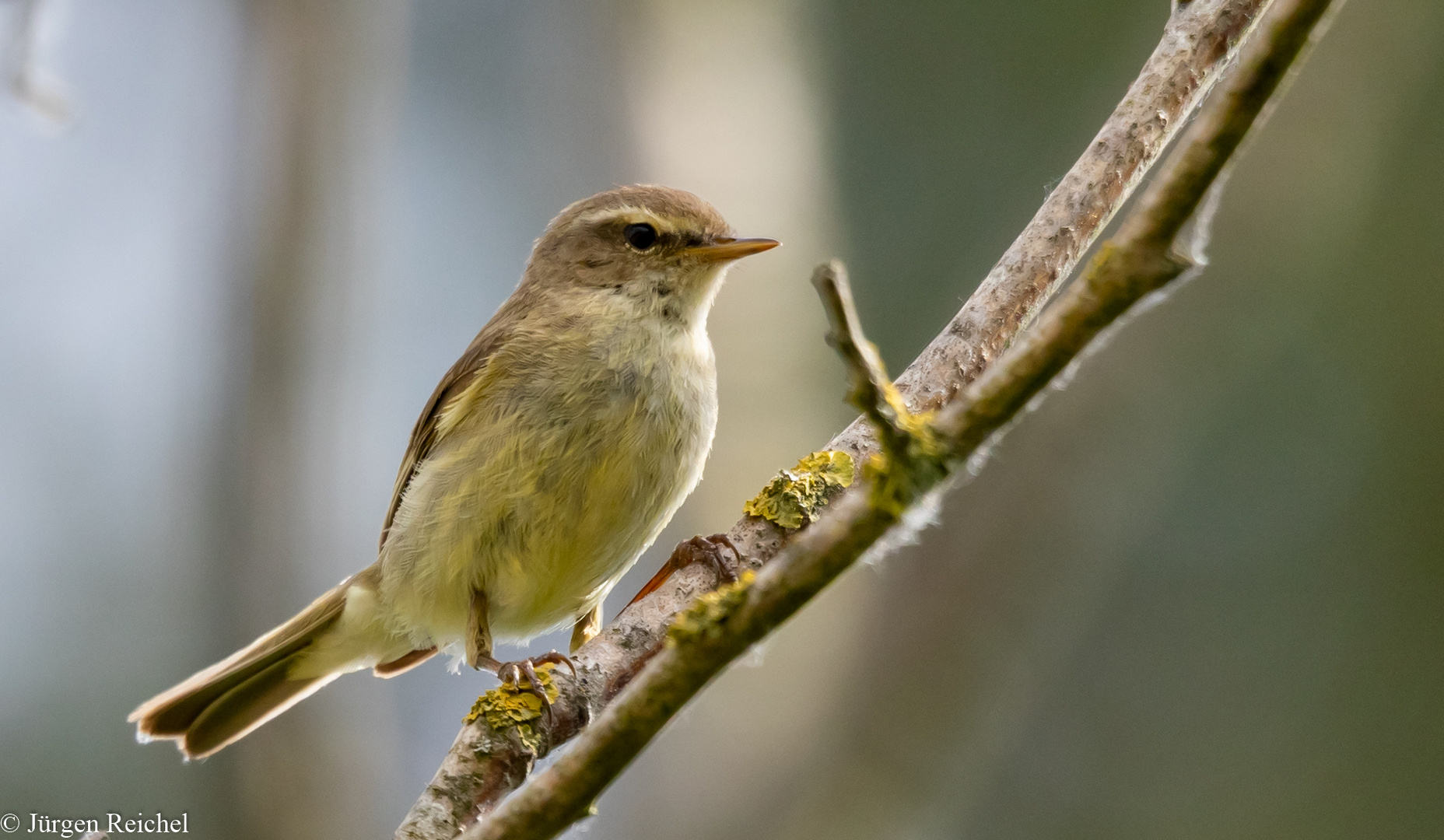 Fitis Foto & Bild | tiere, wildlife, wild lebende vögel Bilder auf ...