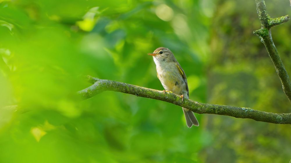 Fitis im satten grün Foto & Bild | tiere, wildlife, wild lebende vögel ...