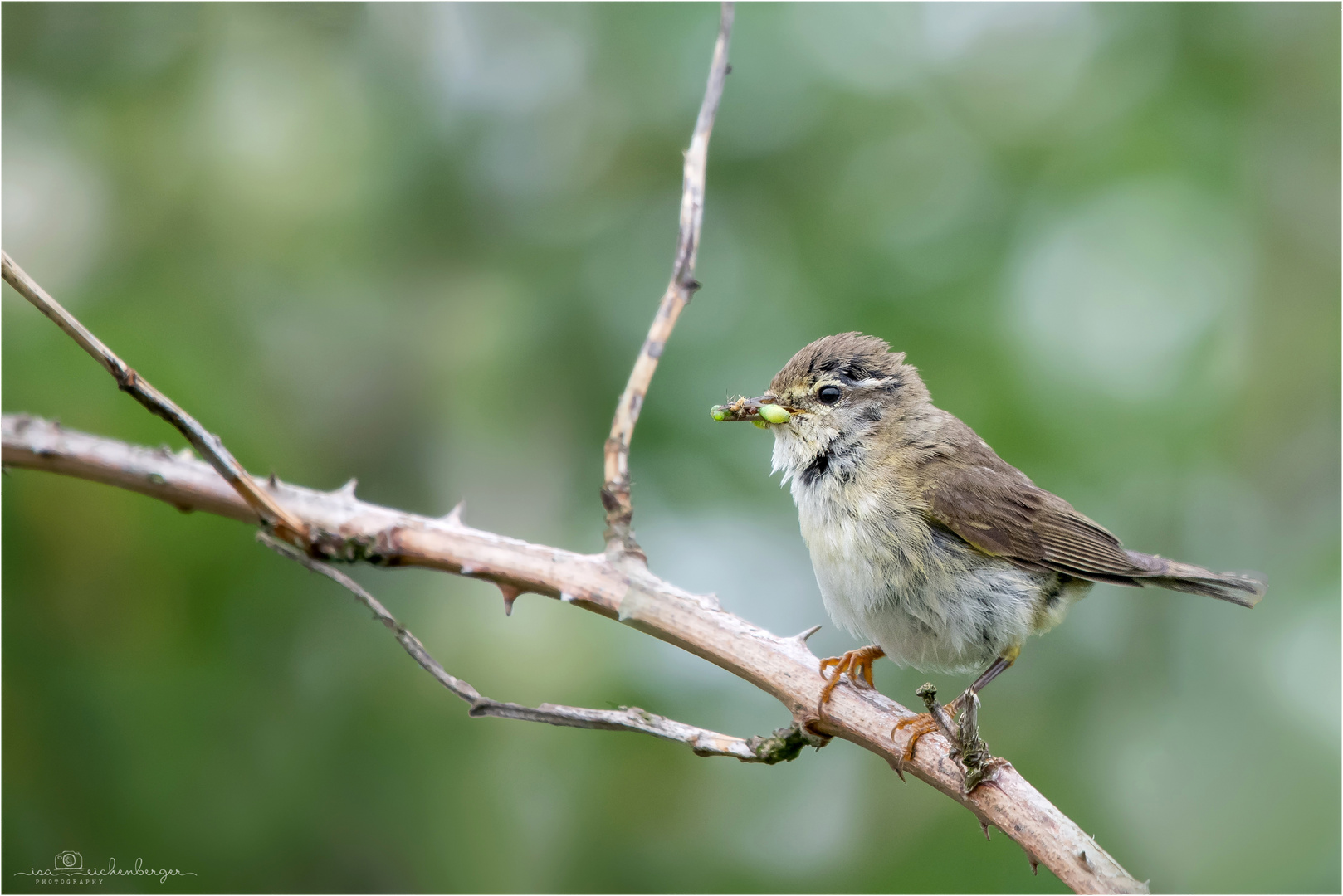 Fitis mit Zugabe (m) Foto & Bild | natur, laubsänger, tiere Bilder auf ...