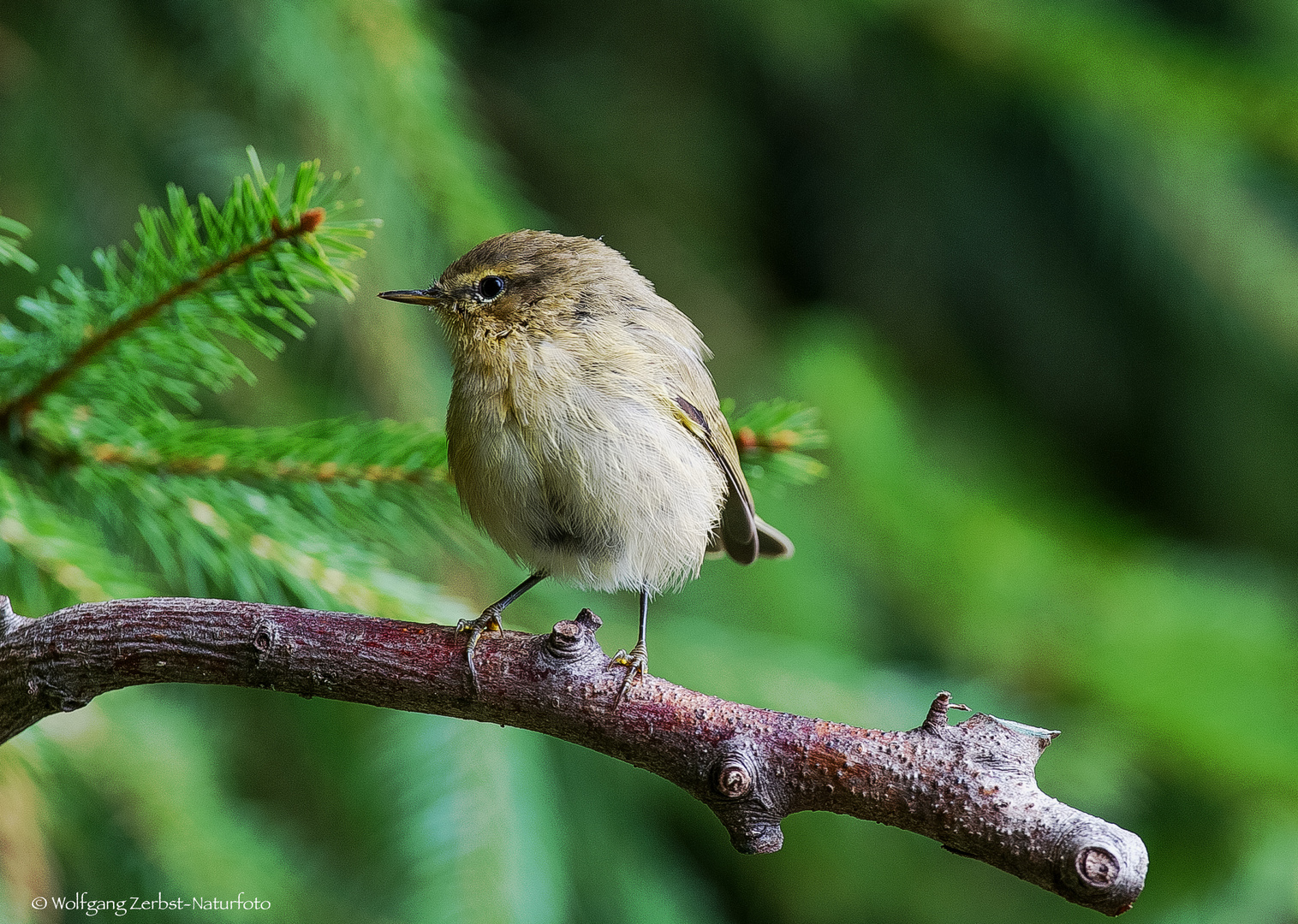 - FITIS - ( Phylloscopus frochilus ) Foto & Bild | fotos, world, natur ...