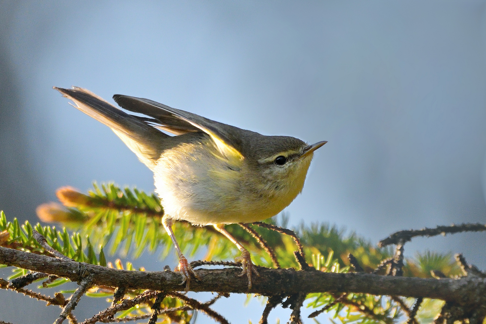 Fitis (Phylloscopus trochilus) Foto & Bild | tiere, wildlife, wild ...