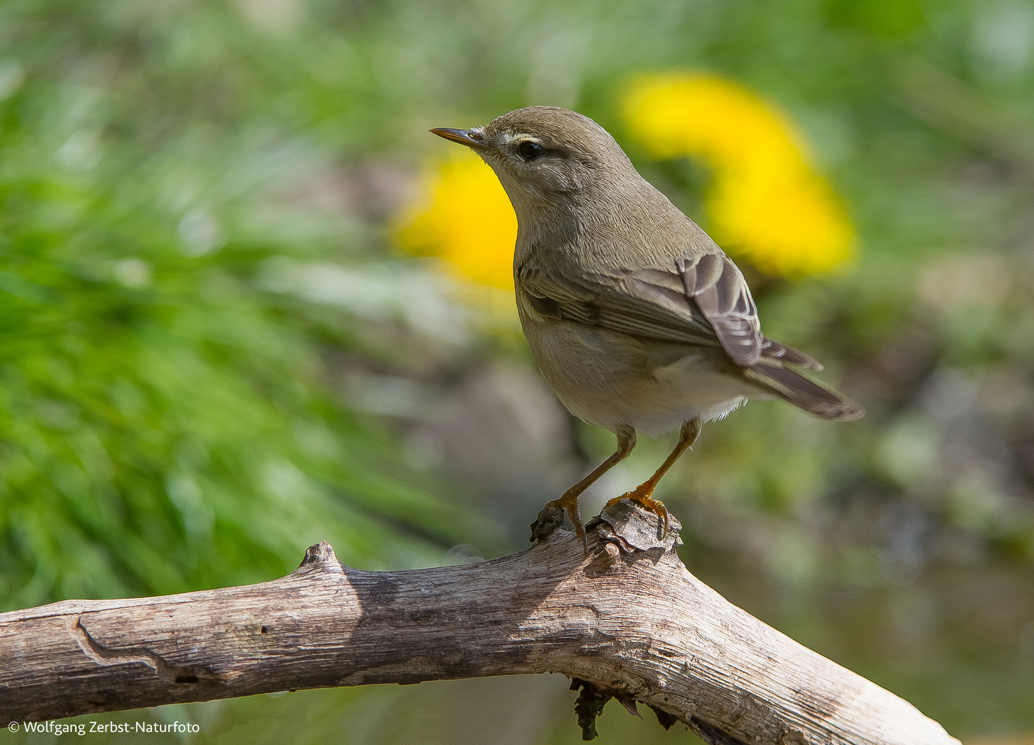 -- Fitis -- ( Phylloscopus trochilus ) Foto & Bild | fotos, natur ...
