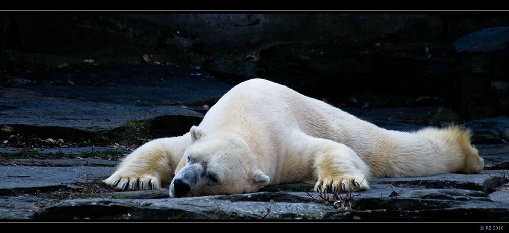 Fix und fertig... Foto & Bild | tiere, zoo, wildpark & falknerei ...