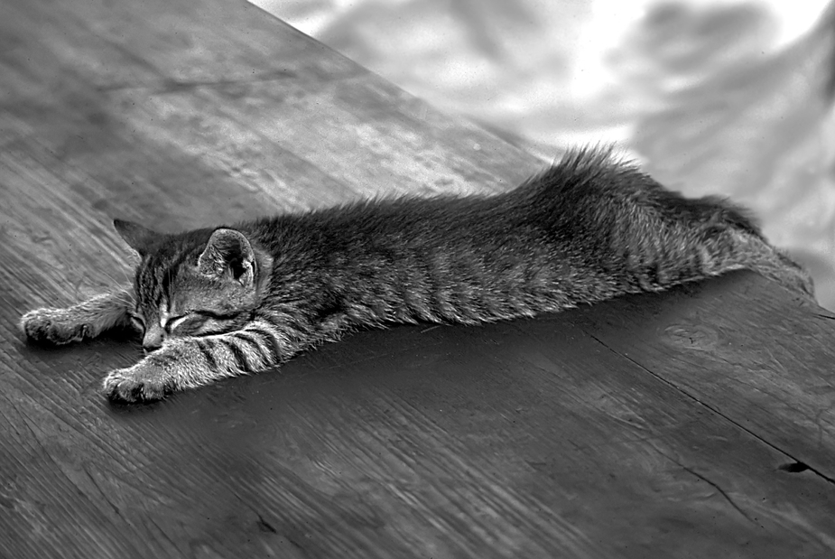 Fix und fertig Foto & Bild | tiere, haustiere, katzen Bilder auf ...