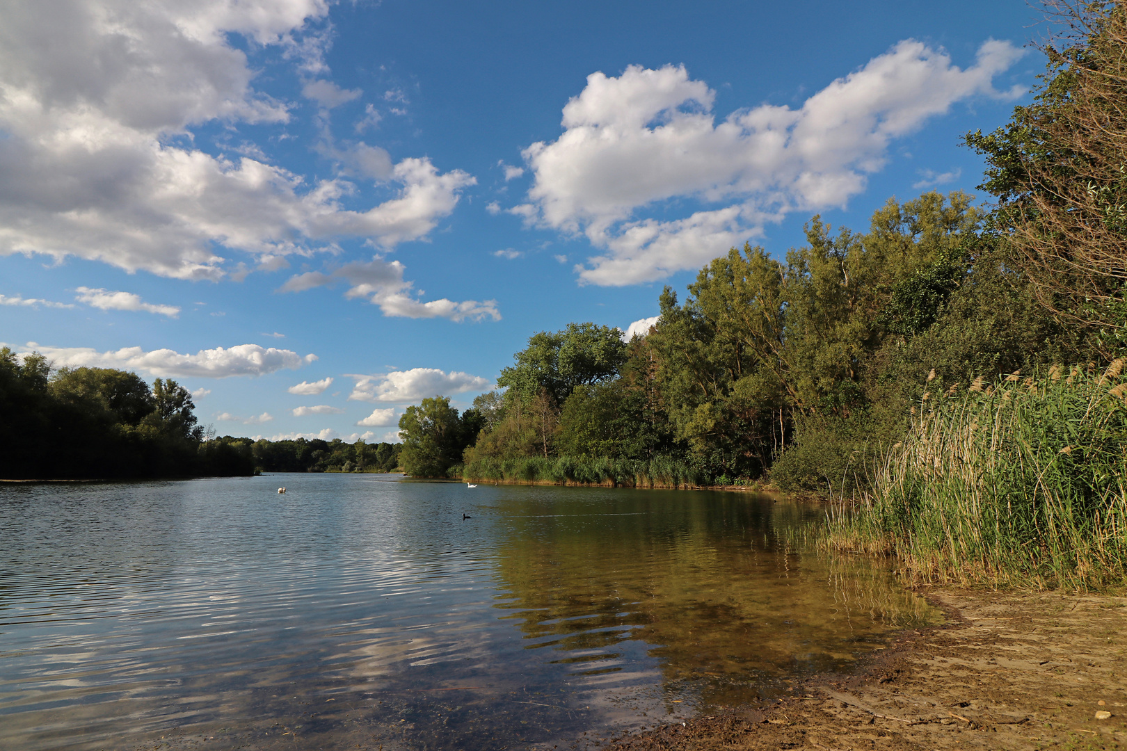 Flaches Ufer Foto & Bild | sommer, wasser, bäume Bilder auf fotocommunity