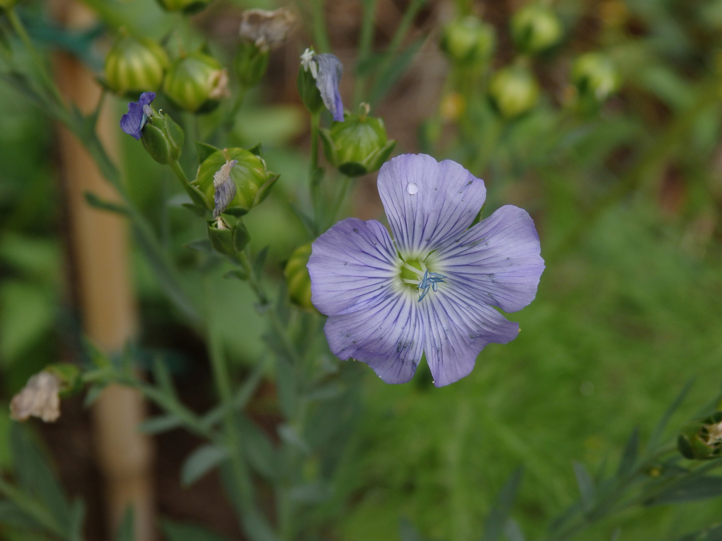 Flachs (Linum usitatissimum) Foto & Bild | pflanzen, pilze & flechten ...
