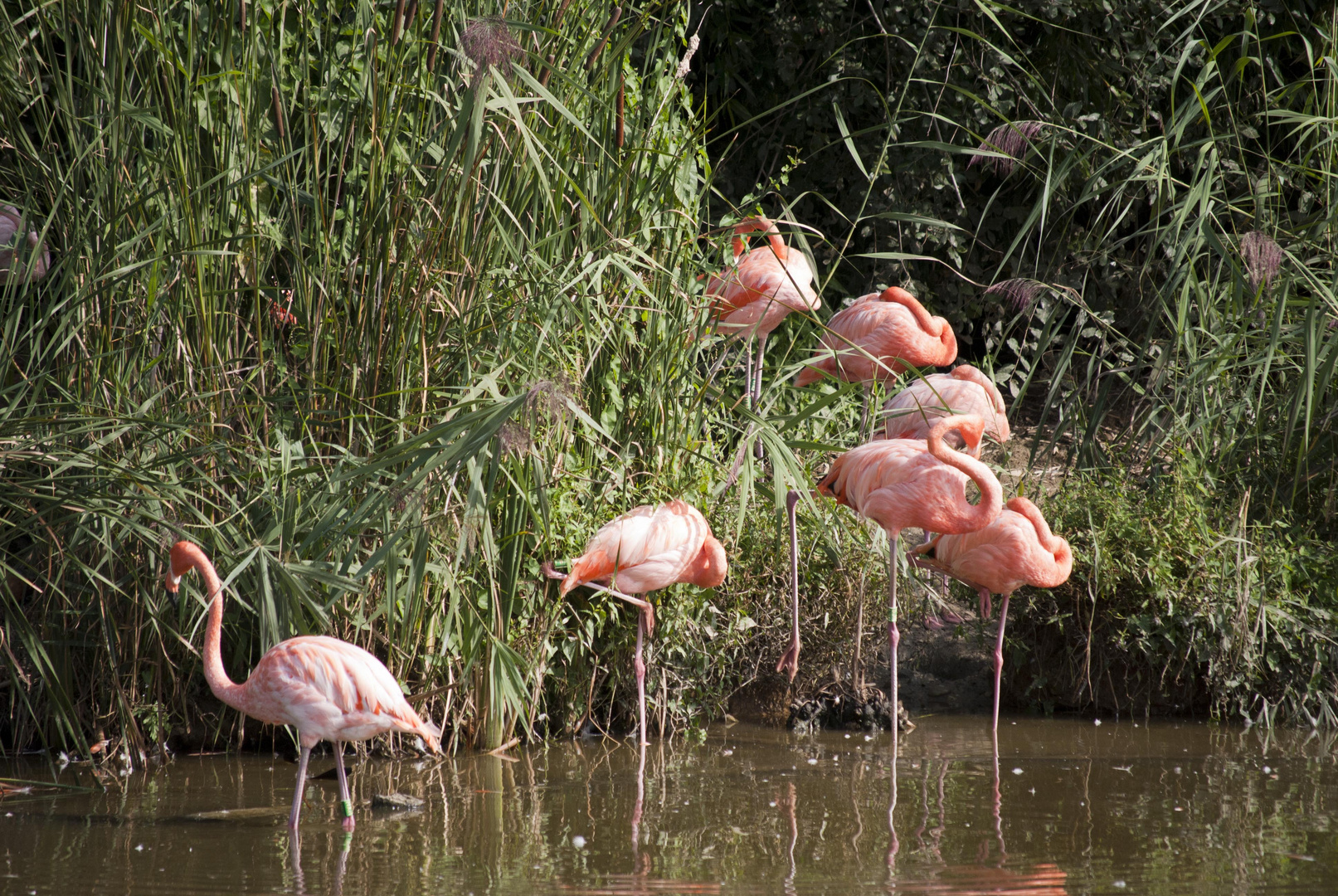 Flamands photo et image | animaux, zoo et animaux en captivité, animaux ...
